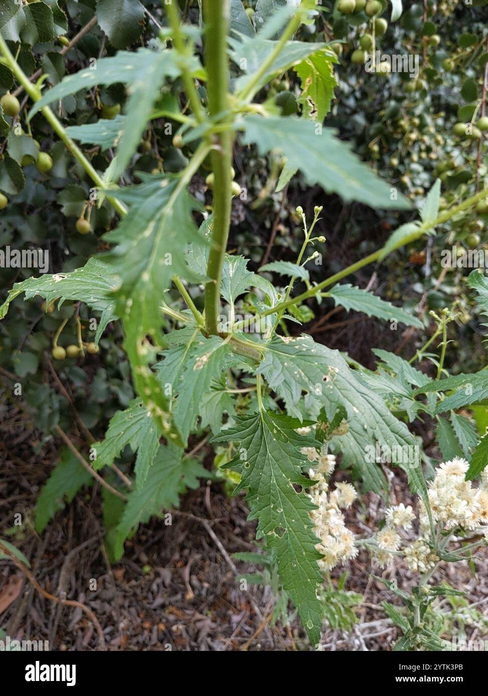 California beeplant (Scrophularia californica Stock Photo - Alamy