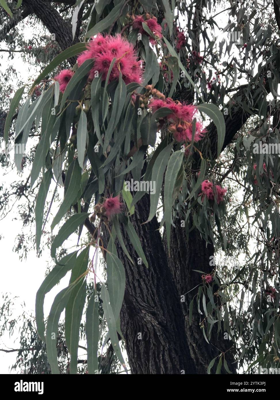 Red Ironbark (Eucalyptus sideroxylon Stock Photo - Alamy