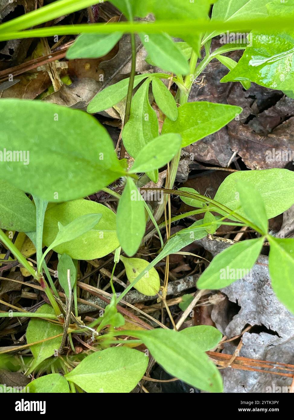 lobed coreopsis (Coreopsis auriculata Stock Photo - Alamy