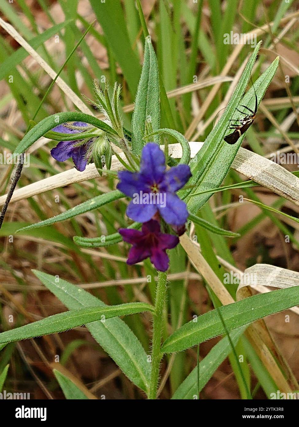 Purple Gromwell (Aegonychon purpurocaeruleum Stock Photo - Alamy