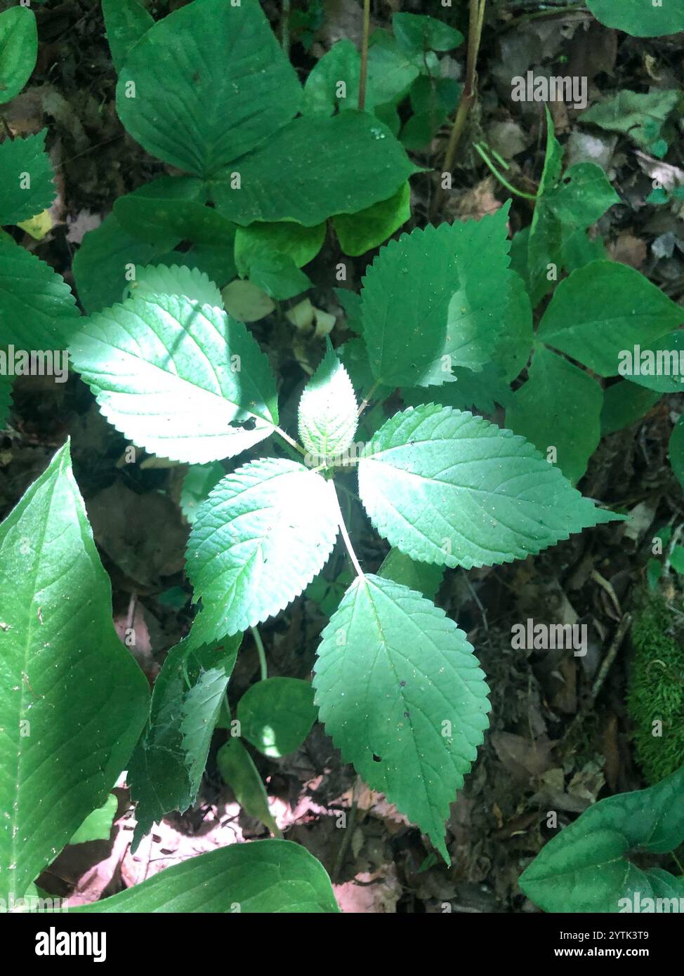 wood nettle (Laportea canadensis Stock Photo - Alamy