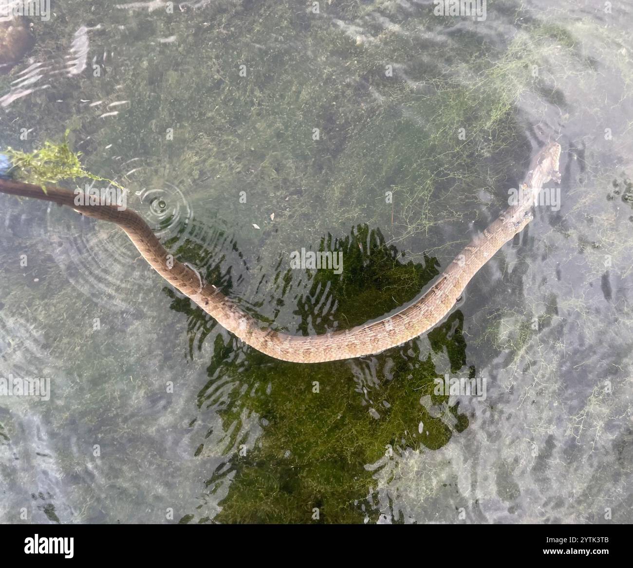 Plain-bellied Watersnake (Nerodia erythrogaster Stock Photo - Alamy
