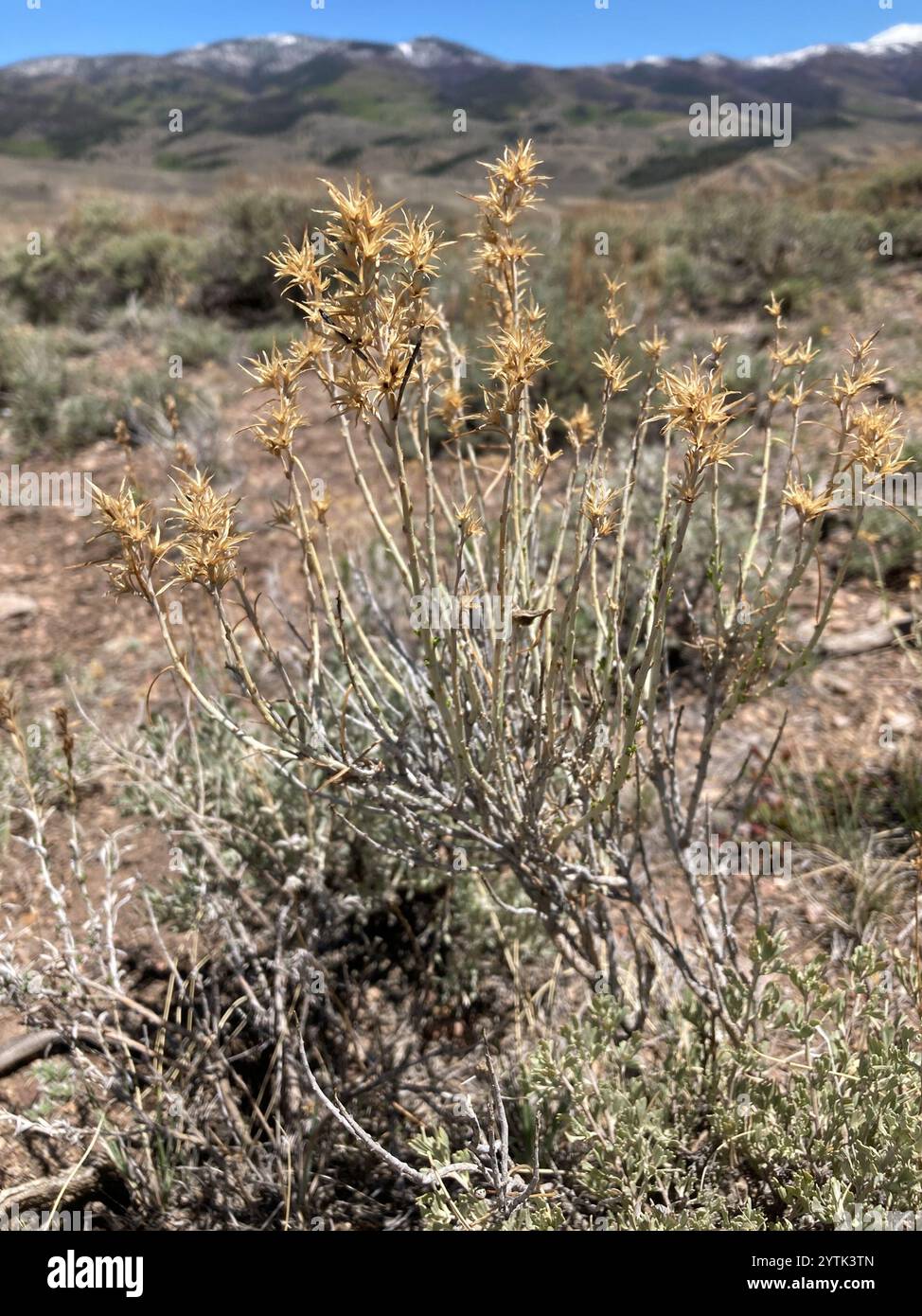 Rubber Rabbitbrush (Ericameria nauseosa Stock Photo - Alamy