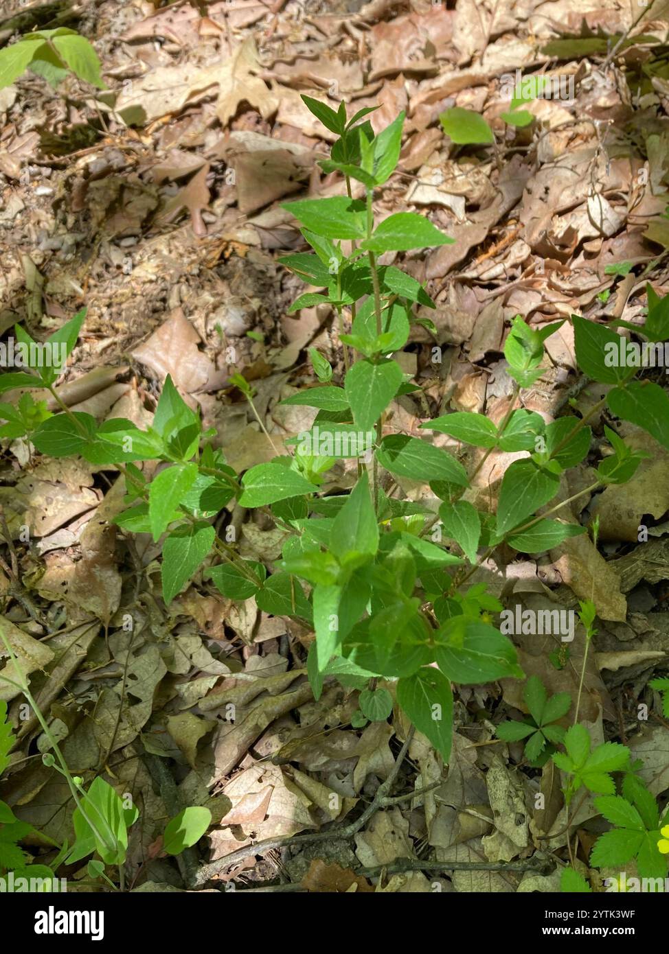 common dittany (Cunila origanoides Stock Photo - Alamy