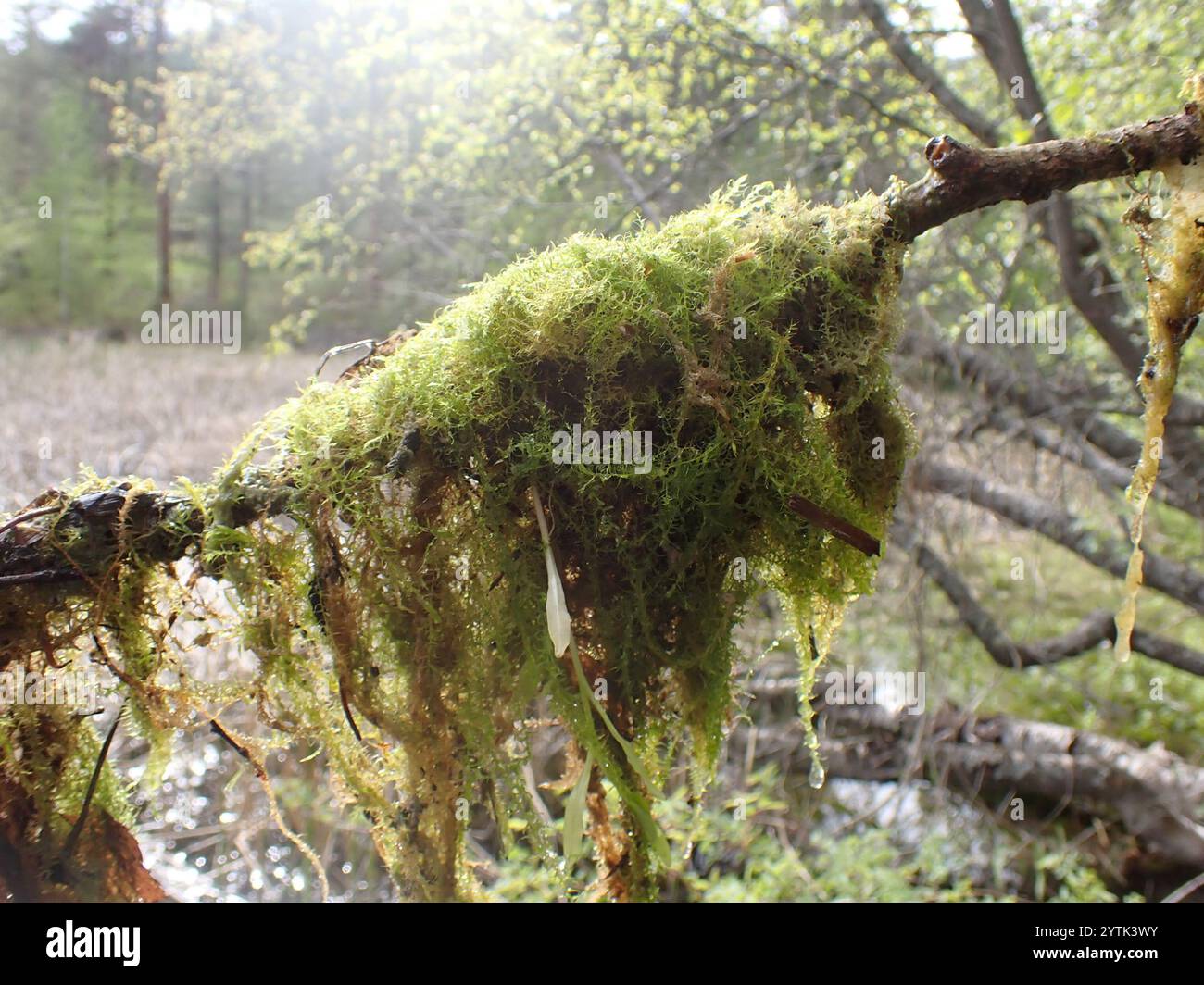 Streamside Leptodictyum Moss (Leptodictyum riparium Stock Photo - Alamy