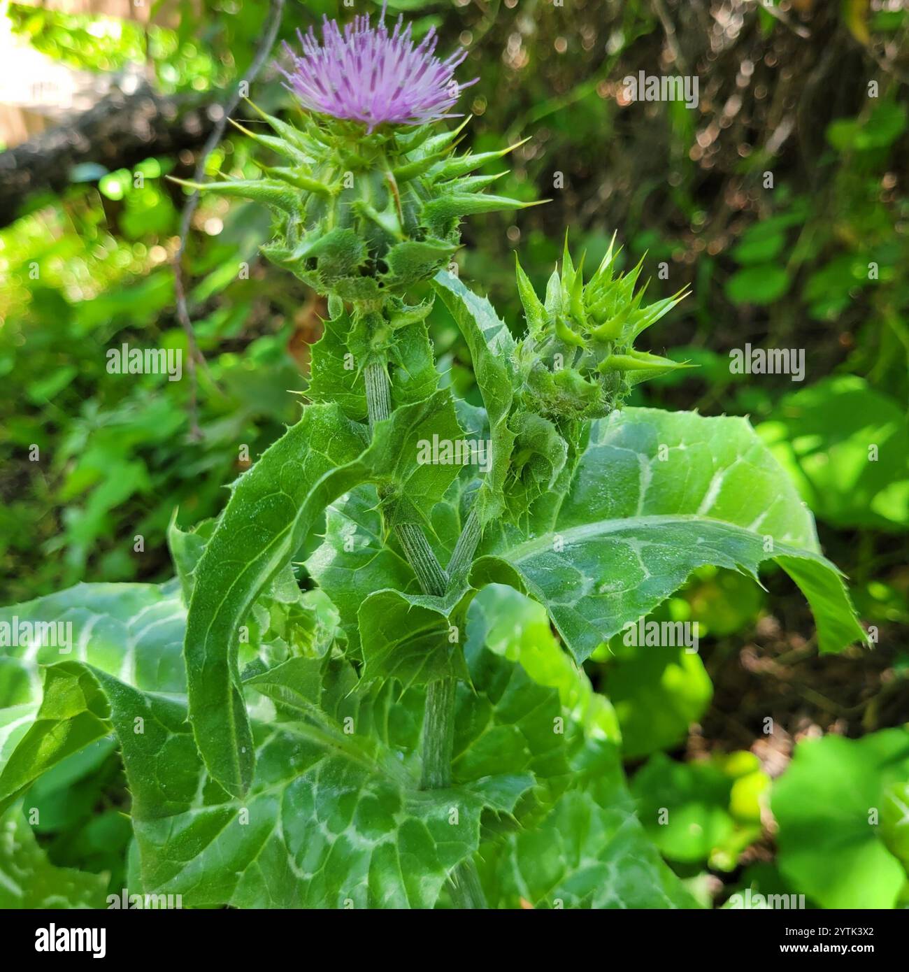 milk thistle (Silybum marianum Stock Photo - Alamy
