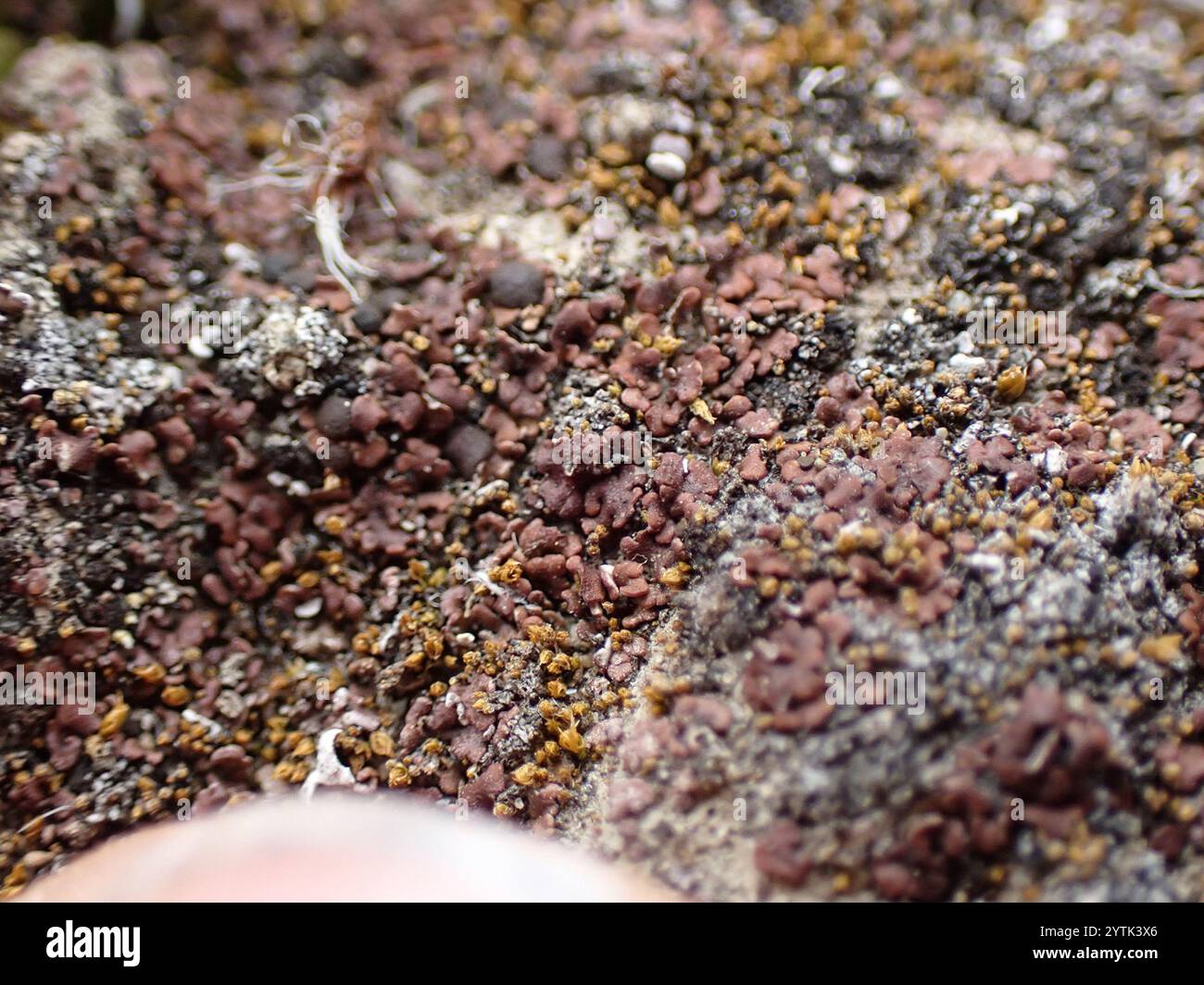 Fishscale Lichens (Psora Stock Photo - Alamy
