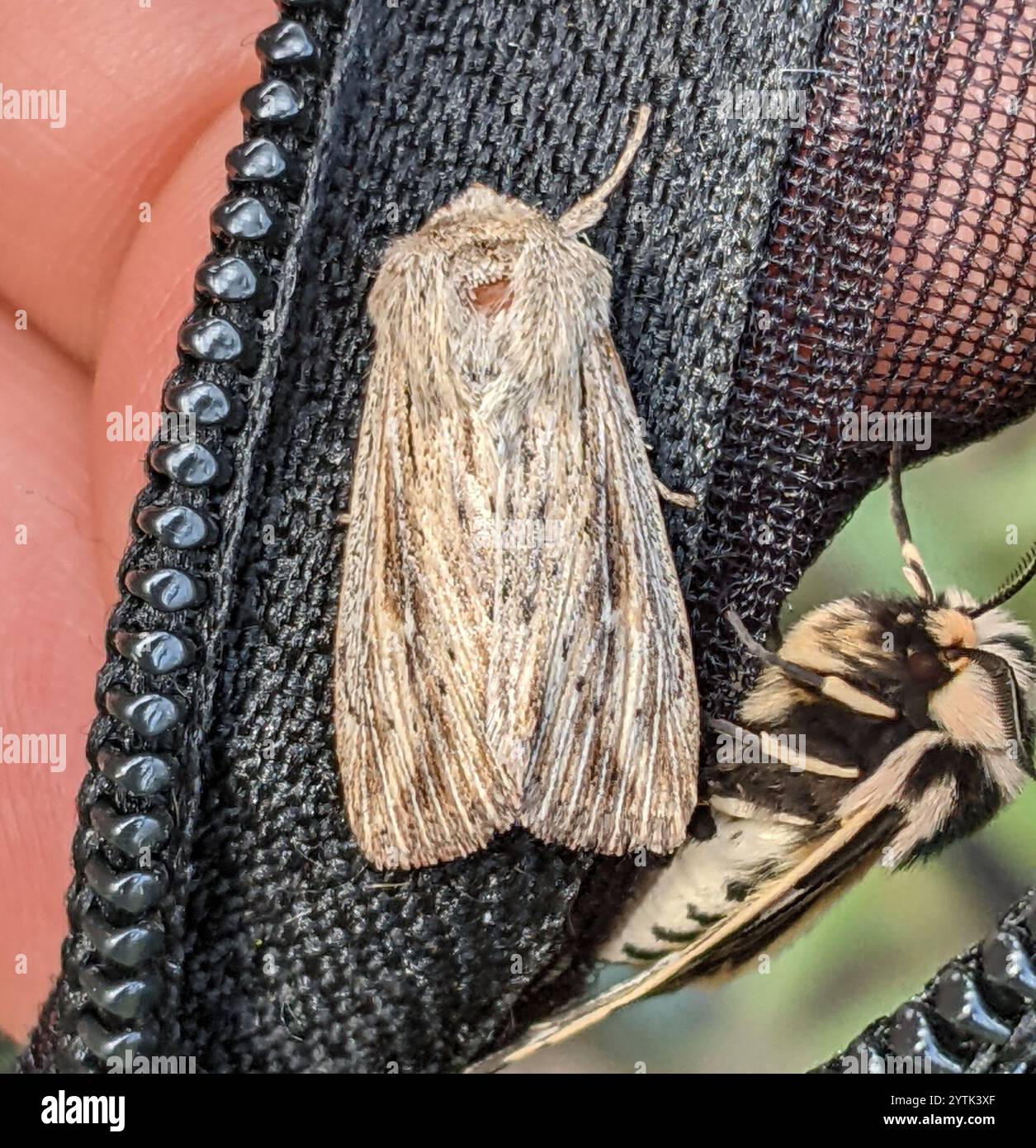 Heterodox Wainscot Moth (Leucania insueta Stock Photo - Alamy