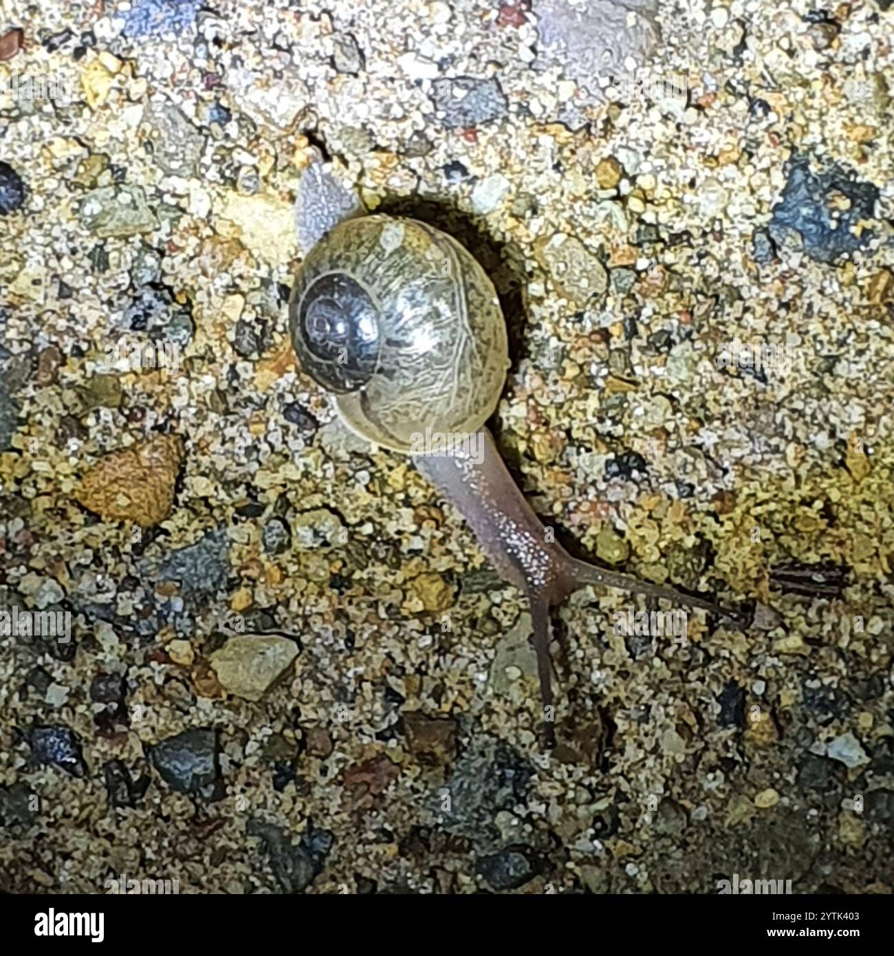 Camaenidae hi-res stock photography and images - Alamy