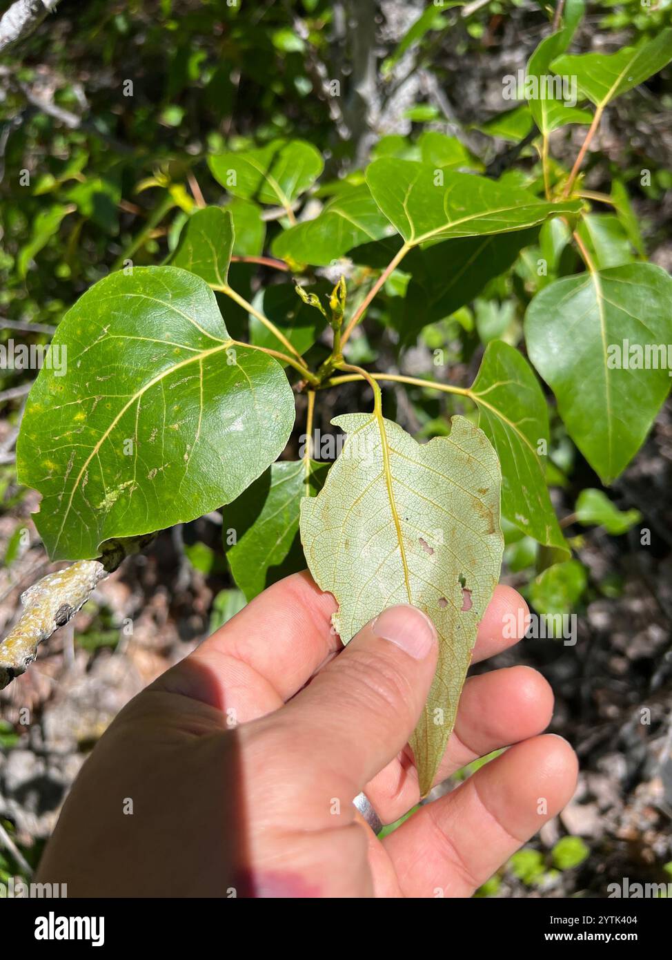 black cottonwood (Populus trichocarpa Stock Photo - Alamy