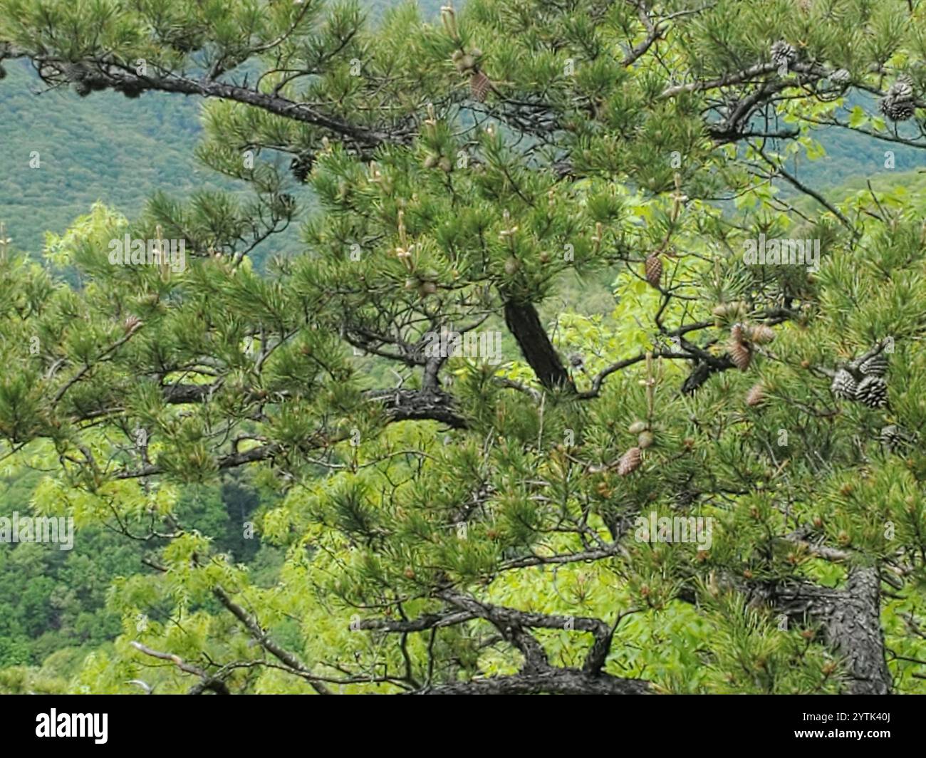 Table Mountain pine (Pinus pungens Stock Photo - Alamy