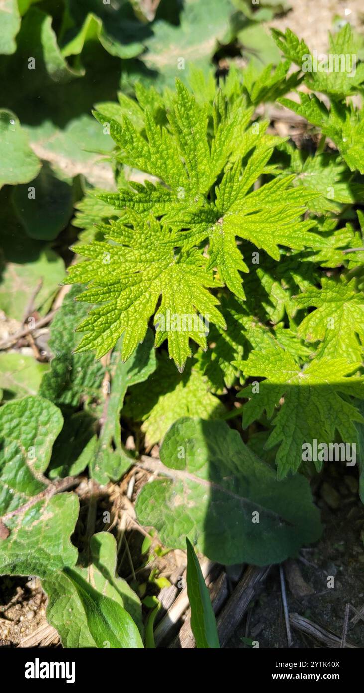 common motherwort (Leonurus cardiaca Stock Photo - Alamy