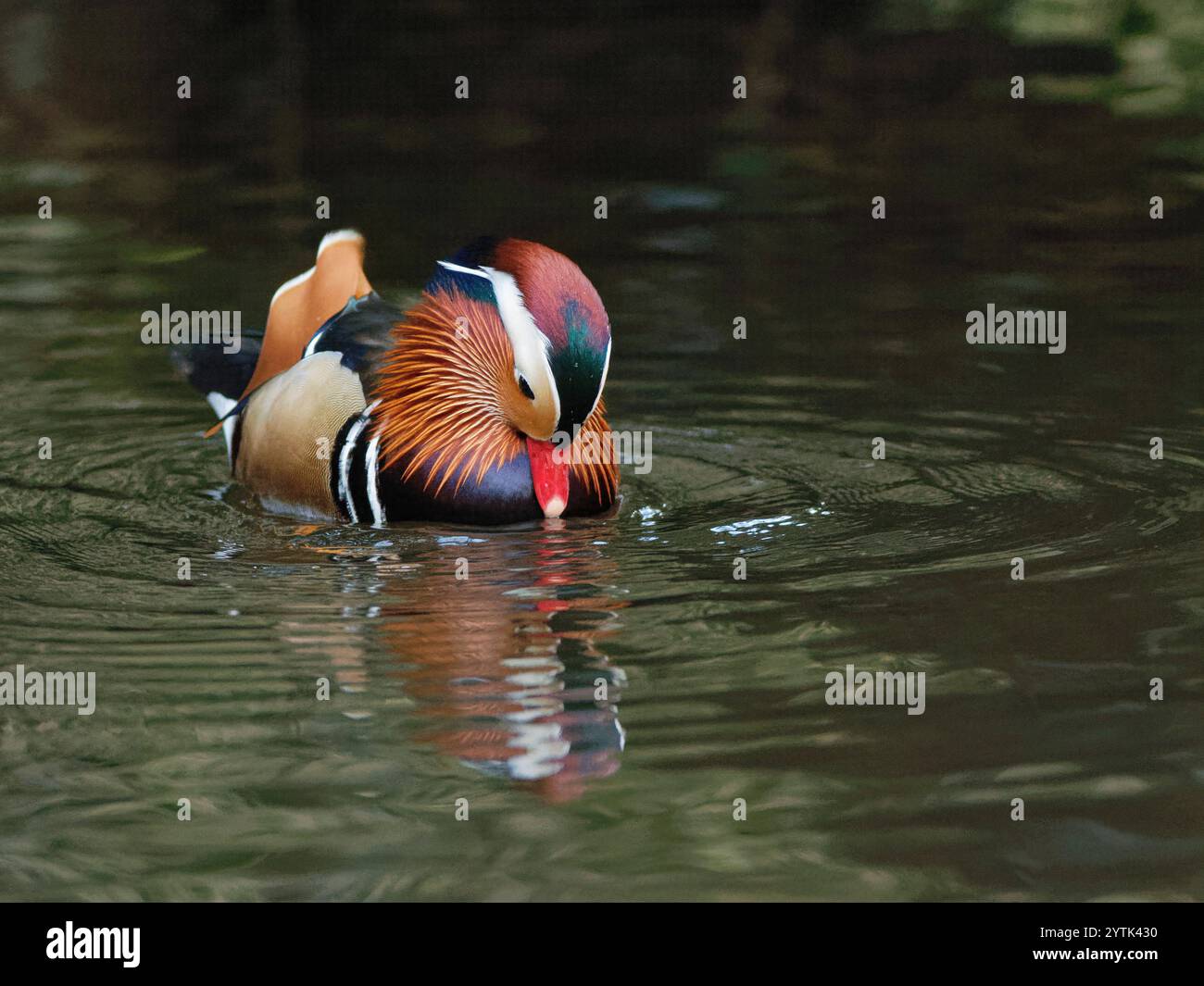 Mandarin duck swimming on lake hi-res stock photography and images - Alamy