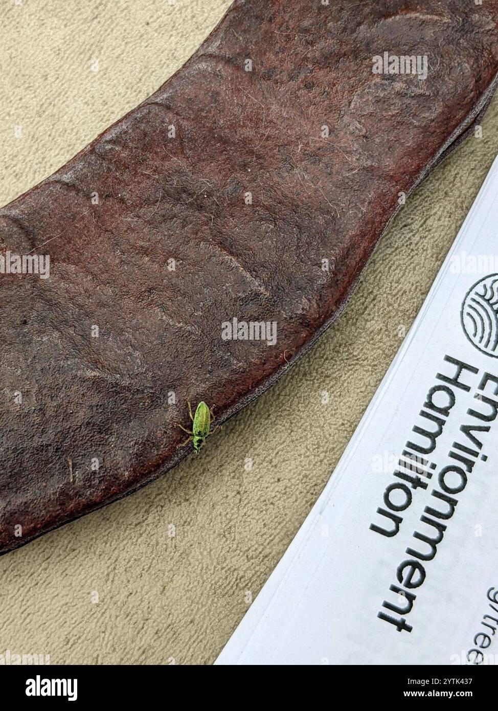 Green Immigrant Leaf Weevil (Polydrusus formosus Stock Photo - Alamy