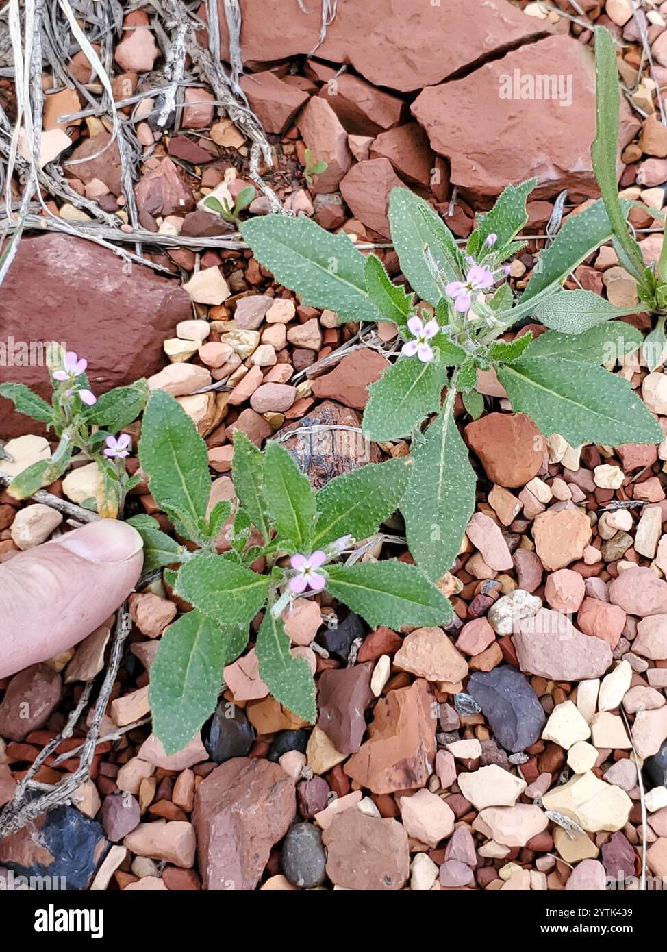 African mustard (Strigosella africana Stock Photo - Alamy