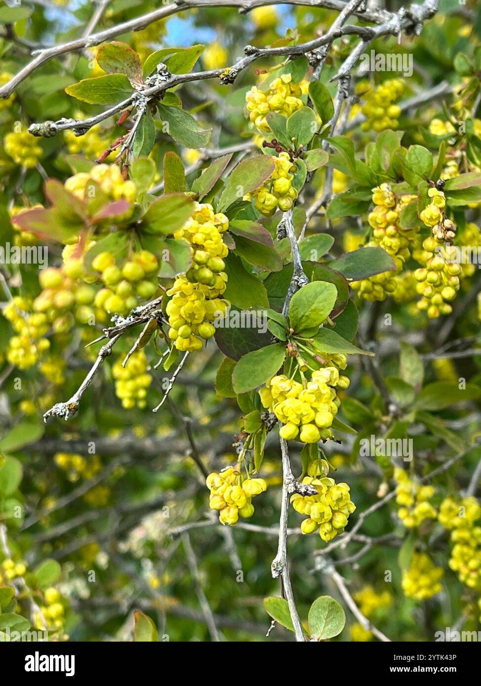 European barberry (Berberis vulgaris Stock Photo - Alamy