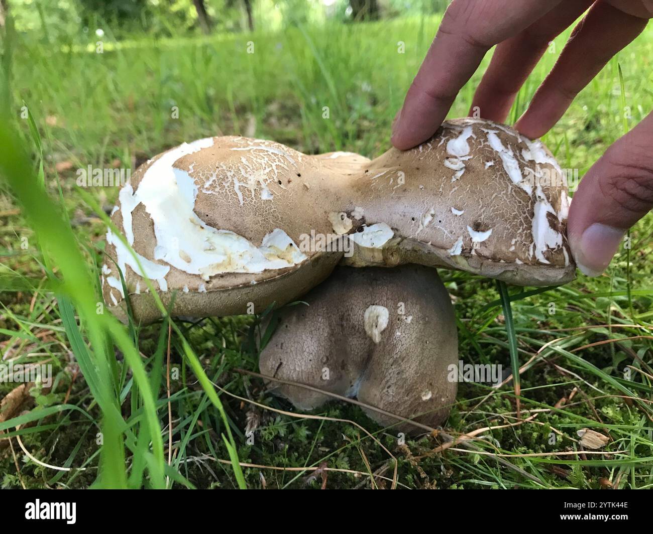 Summer Bolete (Boletus reticulatus Stock Photo - Alamy