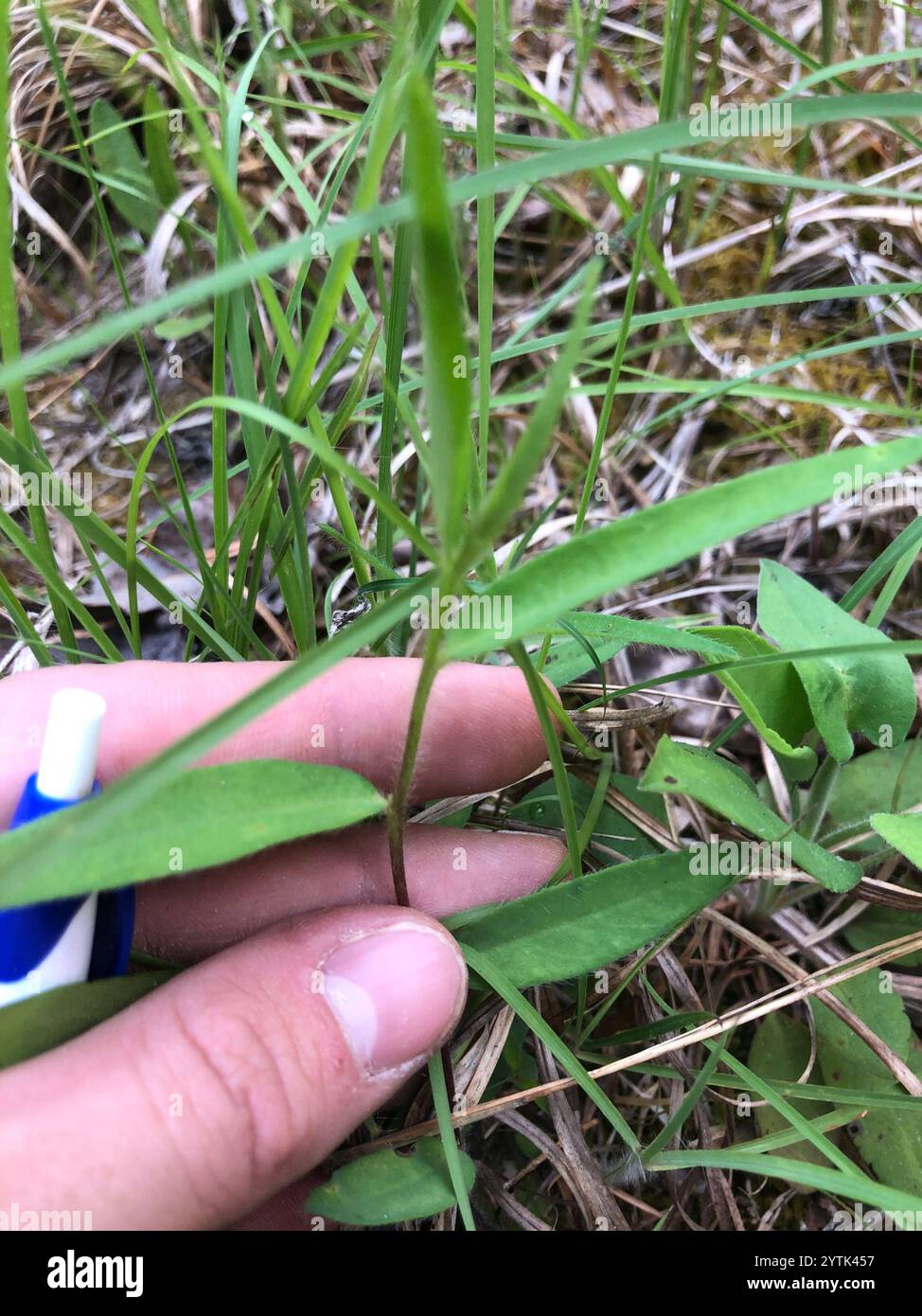 arrowhead rattlebox (Crotalaria sagittalis Stock Photo - Alamy