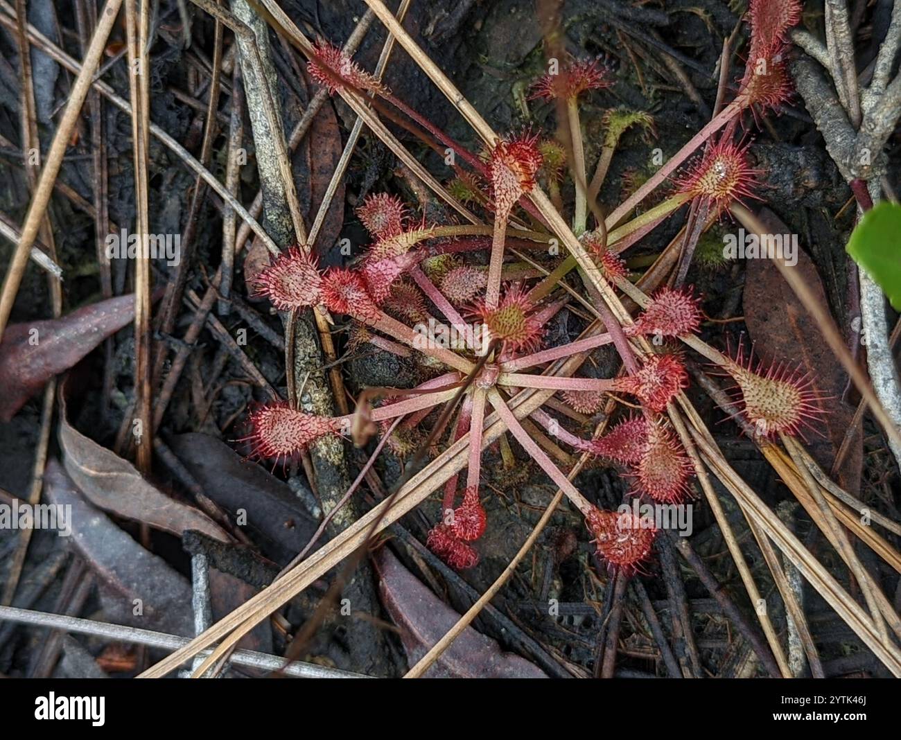 Pink Sundew (Drosera capillaris Stock Photo - Alamy