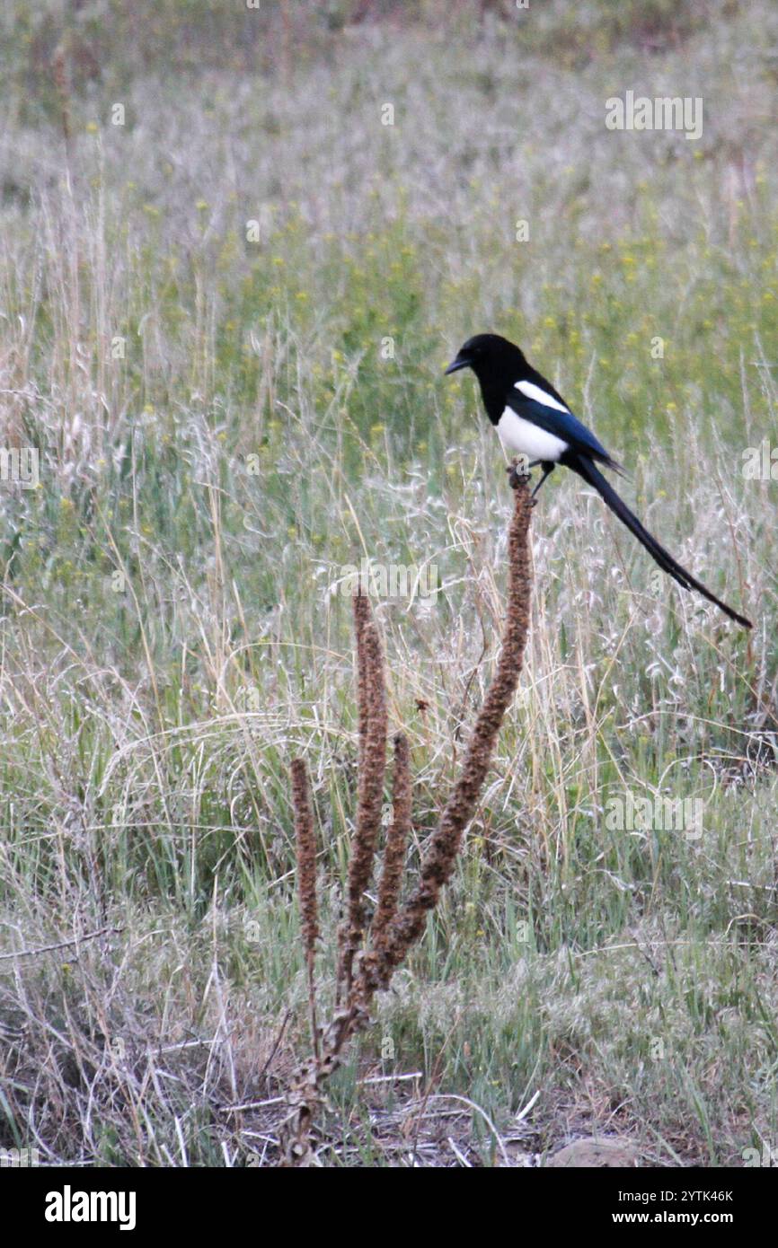 Black-billed Magpie (Pica hudsonia Stock Photo - Alamy