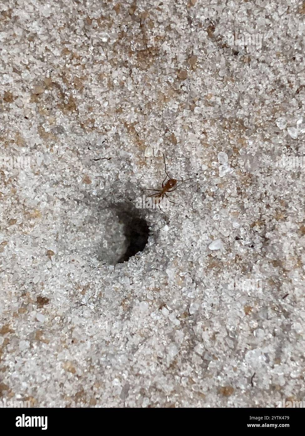 Buren's Pyramid Ant (Dorymyrmex bureni Stock Photo - Alamy