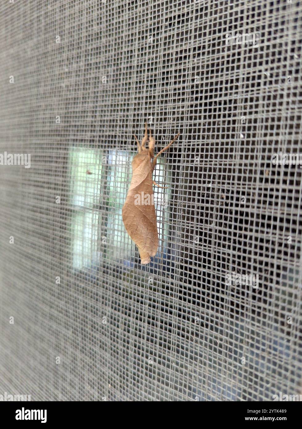 Swift Moths (Hepialidae Stock Photo - Alamy