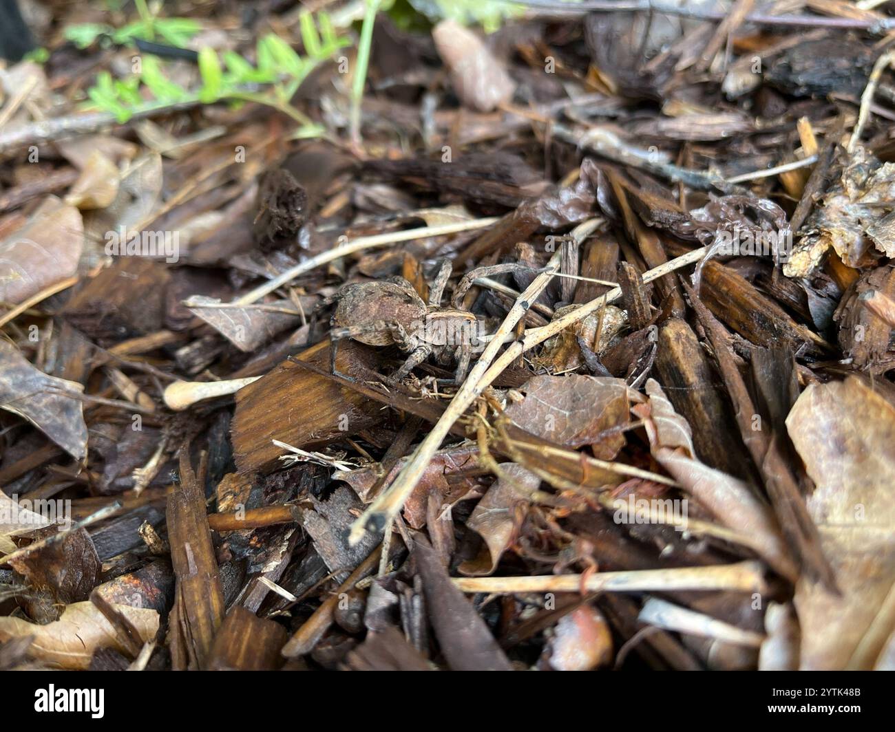 Georgia Wolf Spider (Tigrosa georgicola Stock Photo - Alamy