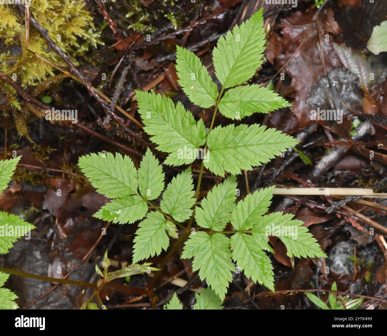 Goatsbeard (Aruncus dioicus Stock Photo - Alamy