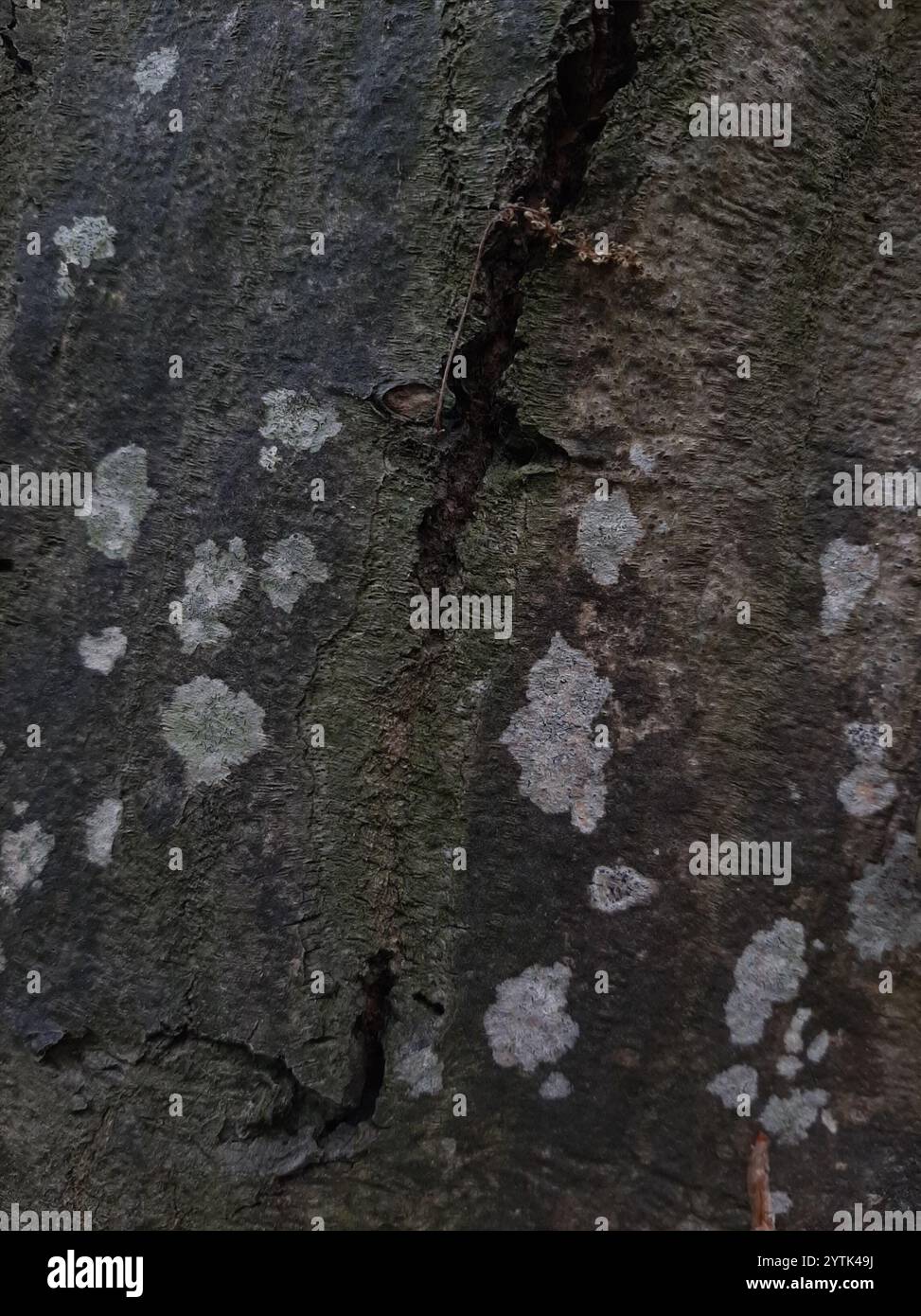 Common Script Lichen (Graphis scripta Stock Photo - Alamy