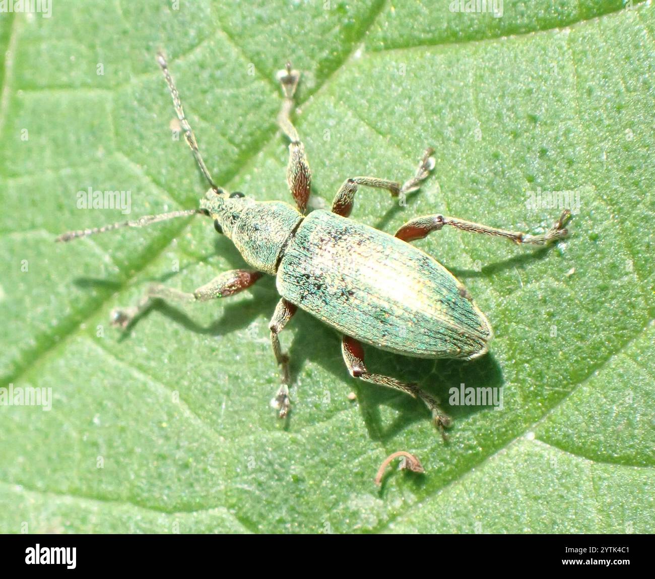 Nettle weevil (Phyllobius pomaceus Stock Photo - Alamy