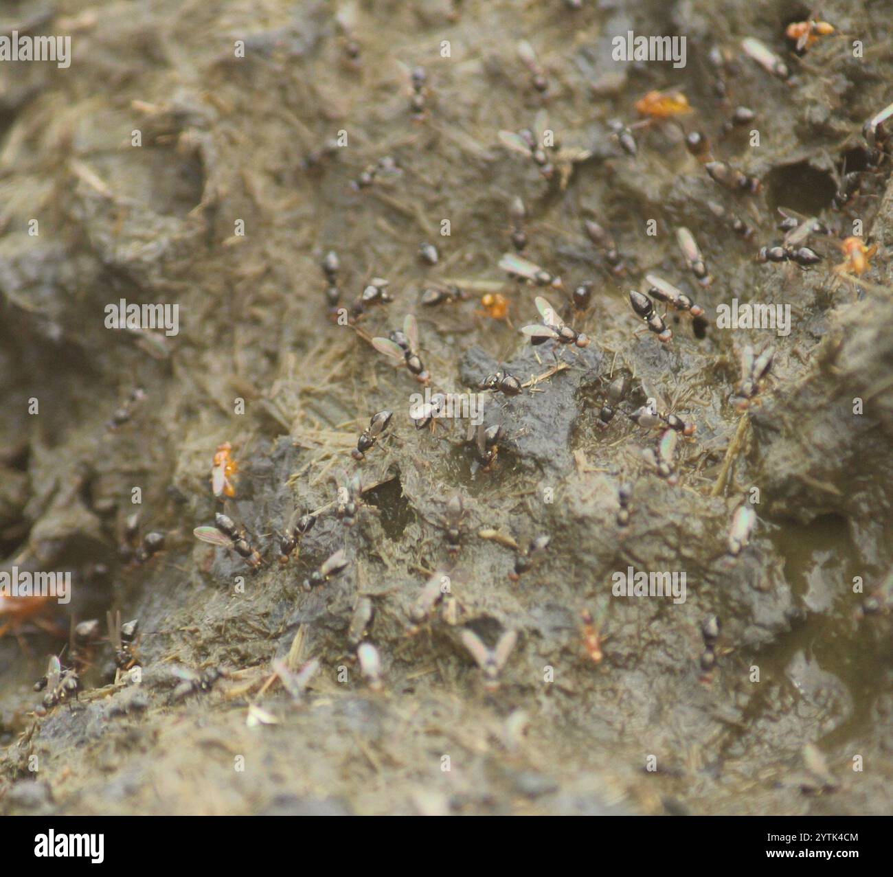 Black Scavenger Flies (Sepsidae Stock Photo - Alamy