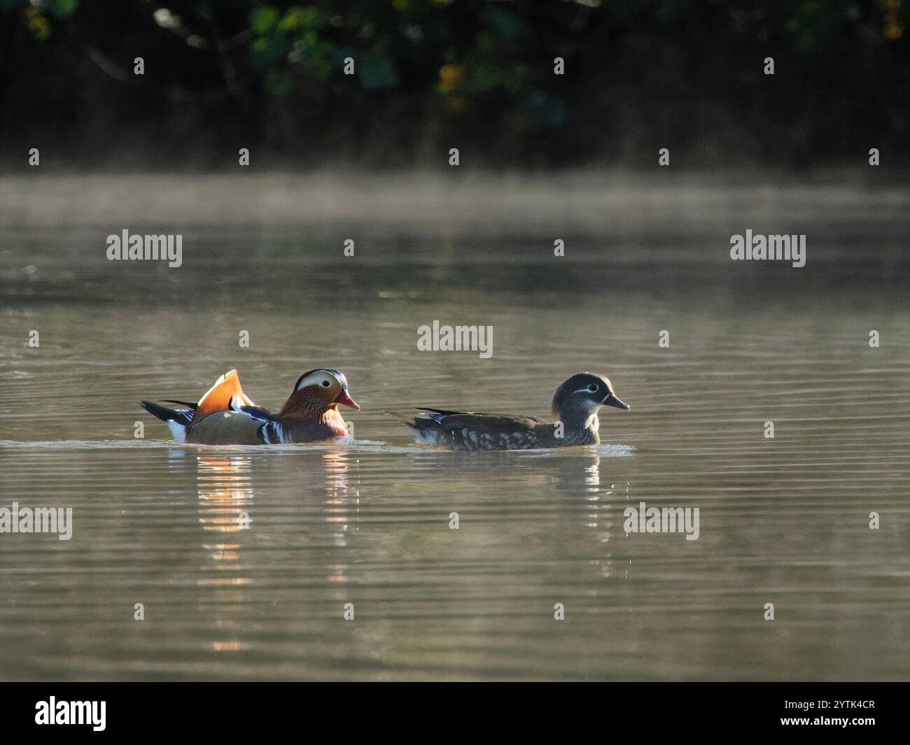 Mandarin ducks on lake hi-res stock photography and images - Alamy
