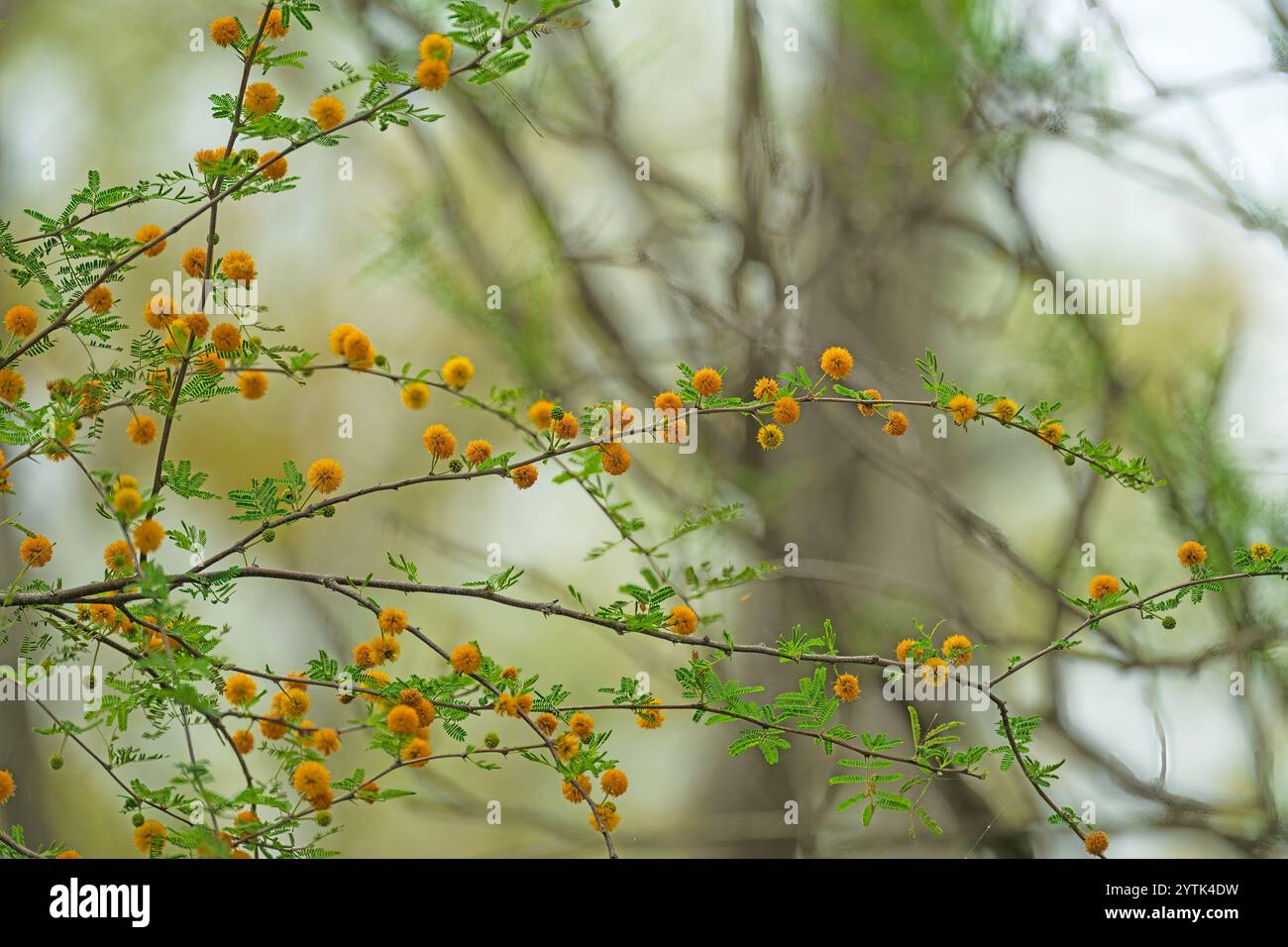 A Golden Ball Lead Tree Starting to Blossom in Spring in the Santa Ana ...
