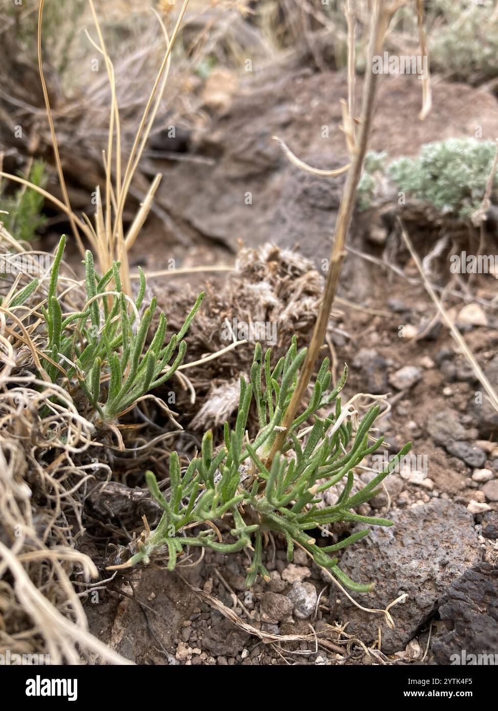 Pingue Rubberweed (Hymenoxys richardsonii Stock Photo - Alamy