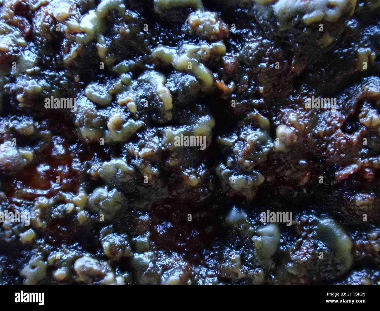 encrusting red algae (Hildenbrandia Stock Photo - Alamy