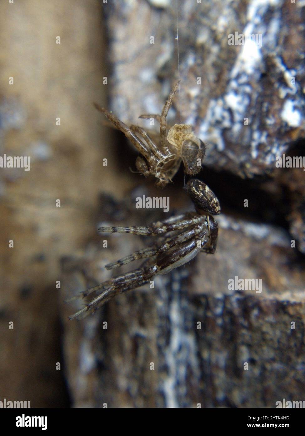 Crab Spiders (Thomisidae Stock Photo - Alamy