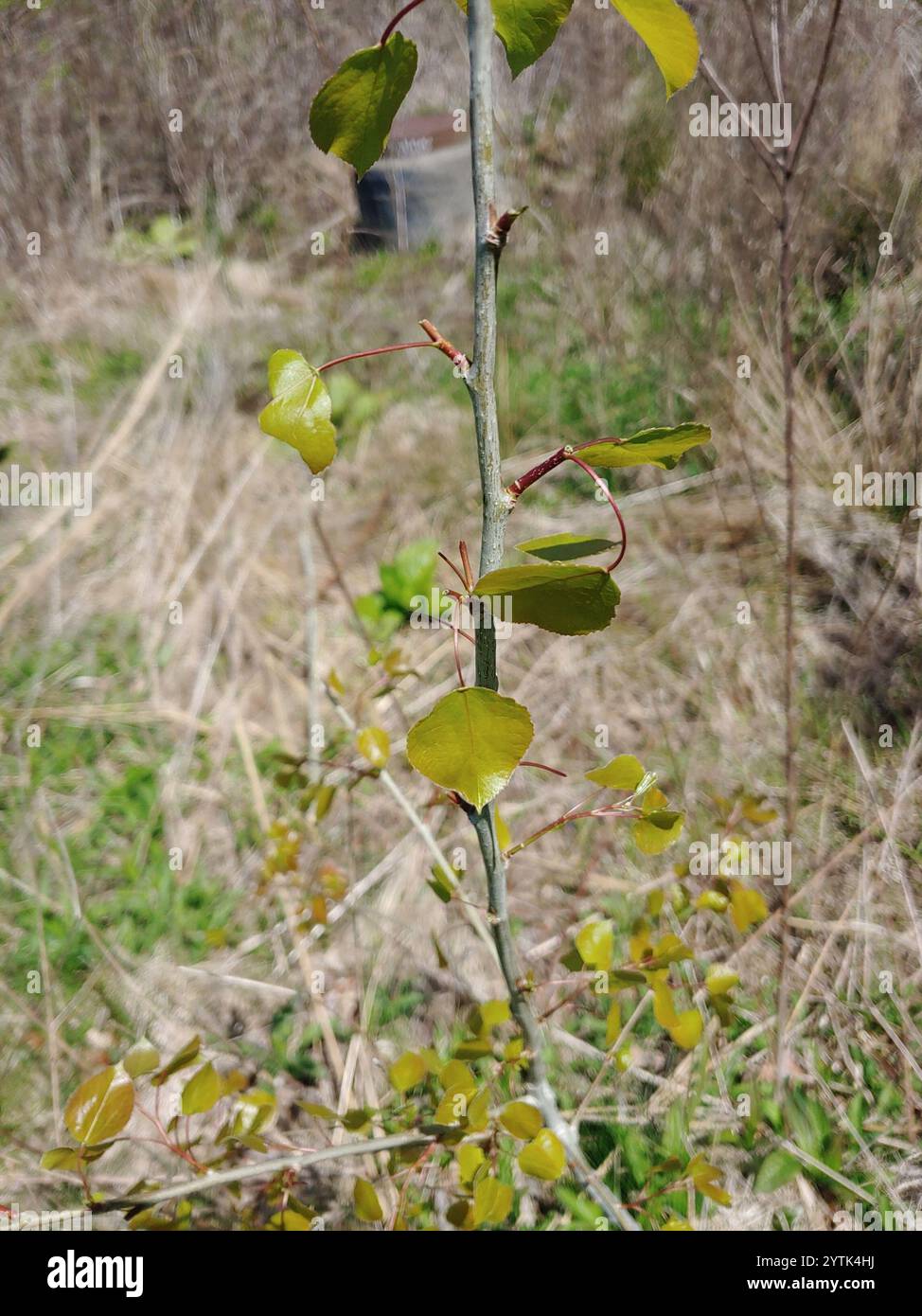 trembling aspen (Populus tremuloides Stock Photo - Alamy