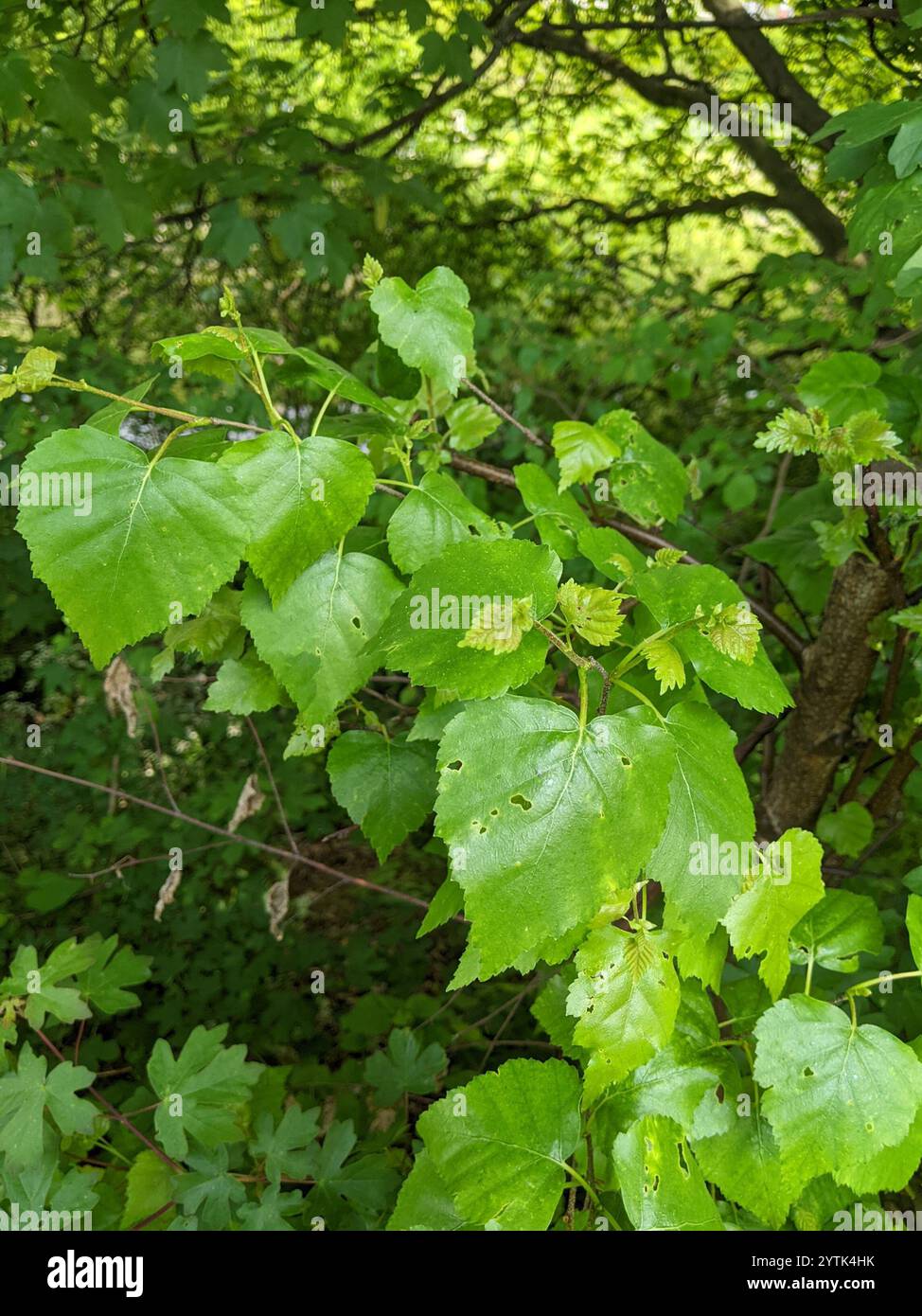Downy Birch (Betula pubescens Stock Photo - Alamy