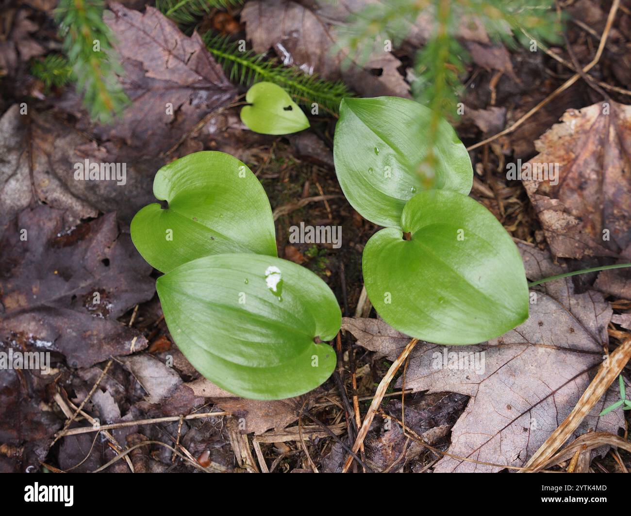 Canada mayflower (Maianthemum canadense Stock Photo - Alamy