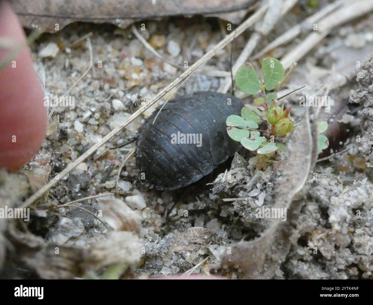 Giant Cockroaches (Blaberidae Stock Photo - Alamy