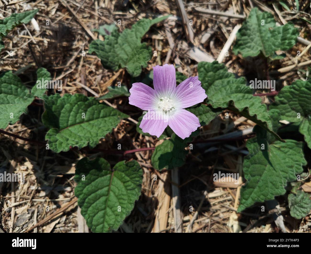 Anoda hi-res stock photography and images - Alamy