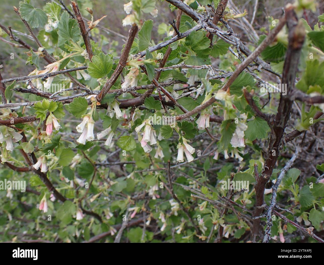 wax currant (Ribes cereum Stock Photo - Alamy