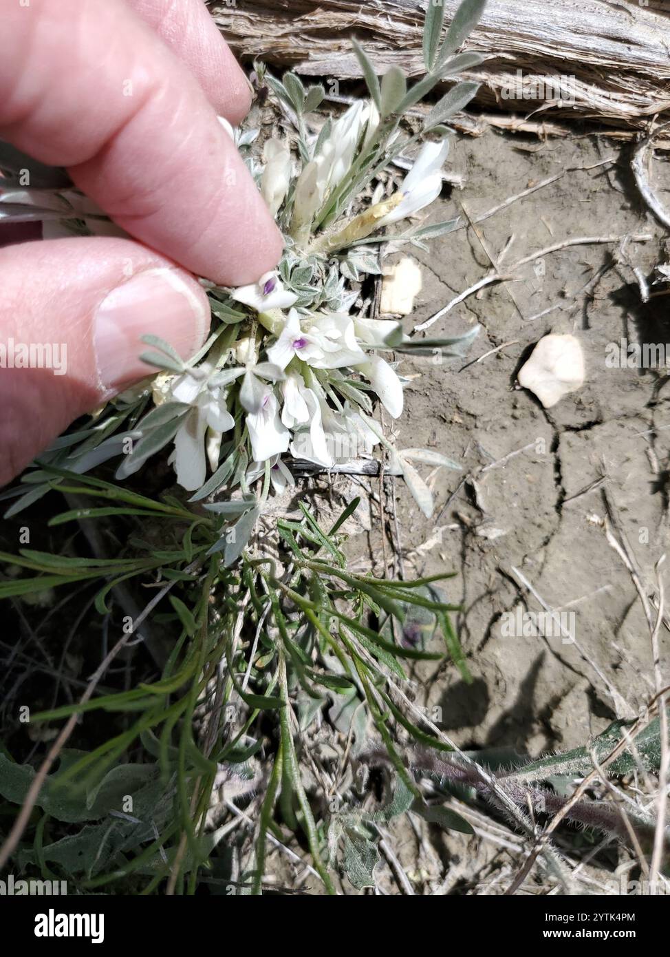 Threeleaf Milkvetch (Astragalus gilviflorus Stock Photo - Alamy