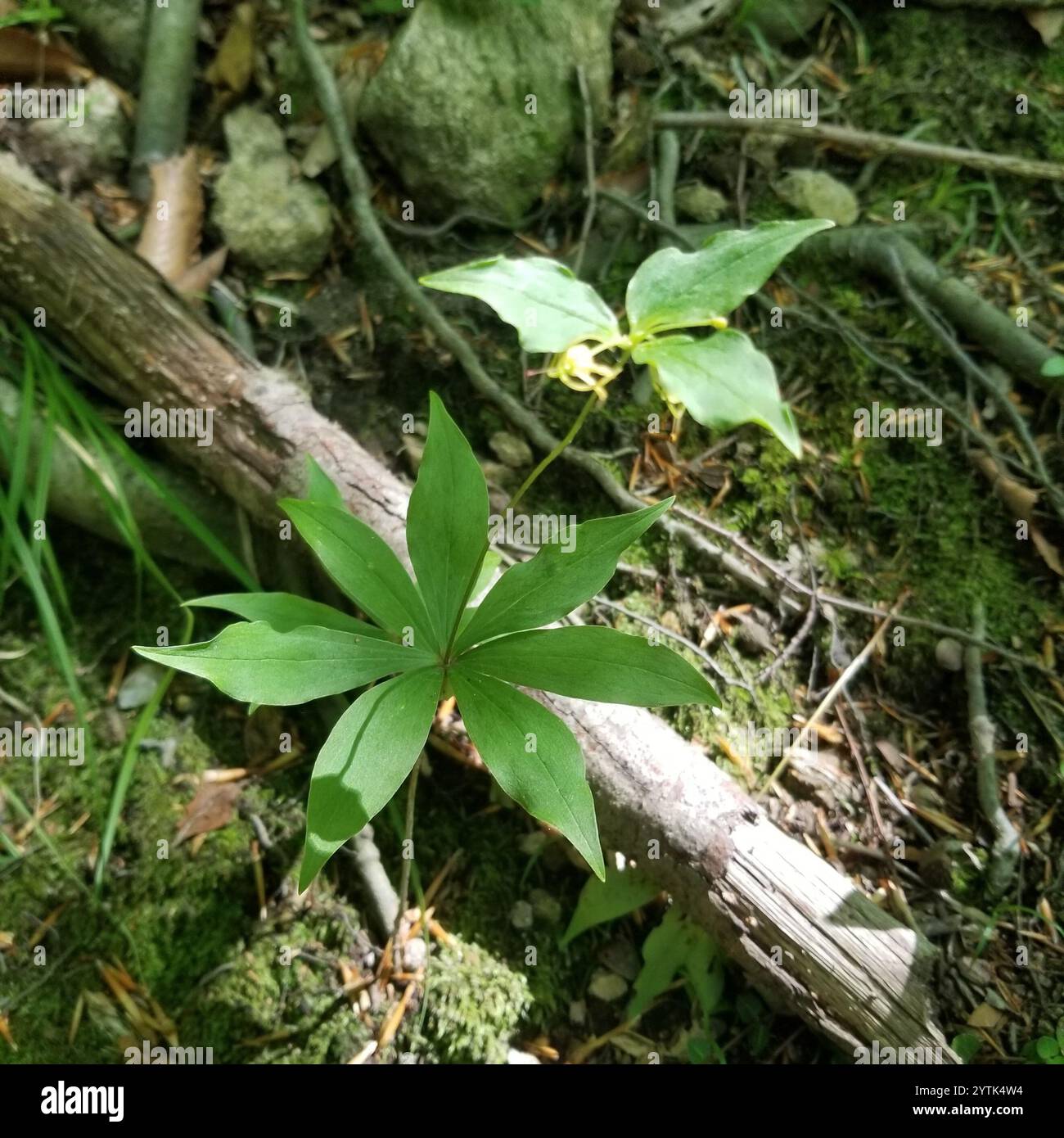 Cucumber Root (Medeola virginiana Stock Photo - Alamy
