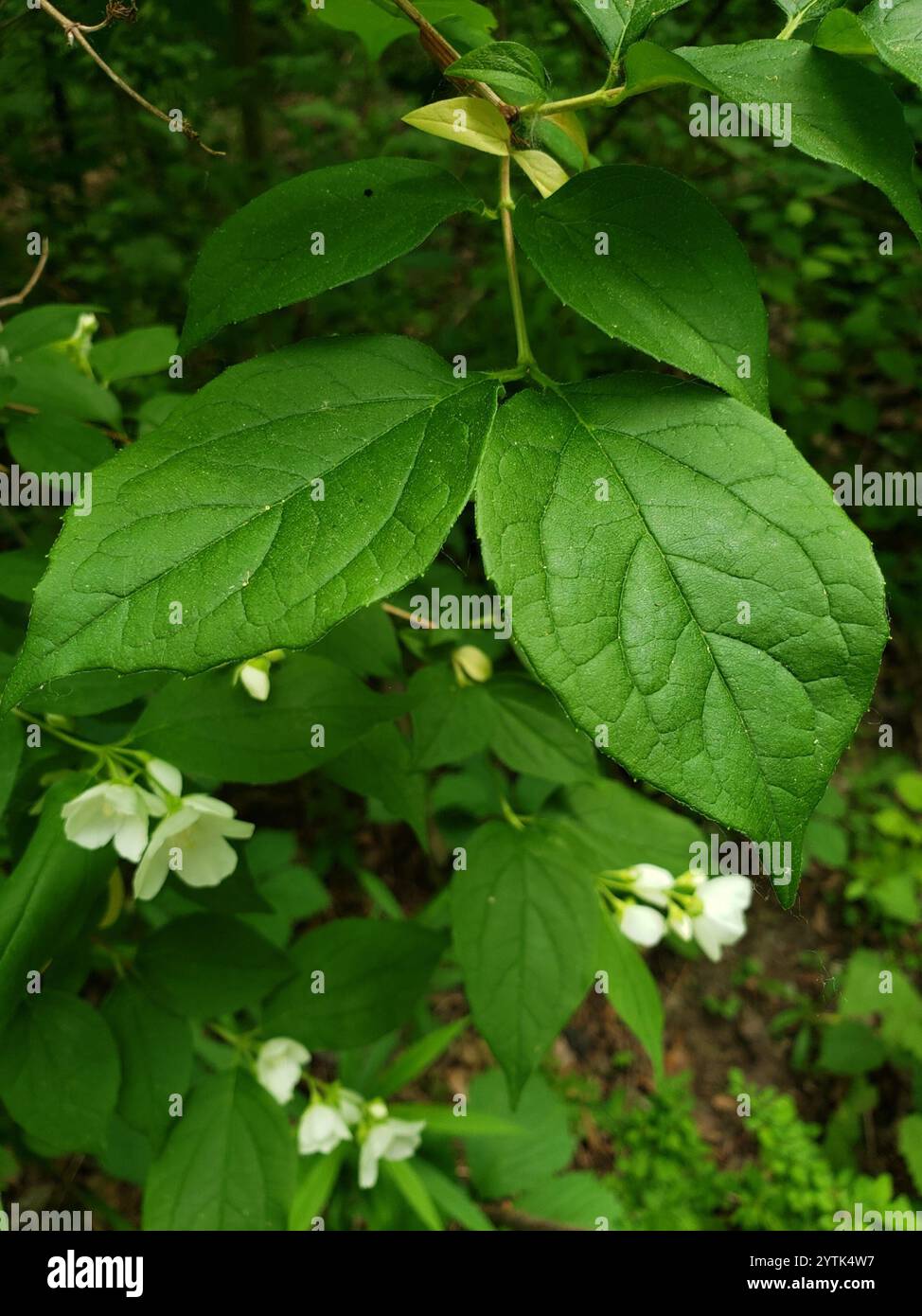 Scentless Mock Orange (Philadelphus inodorus Stock Photo - Alamy