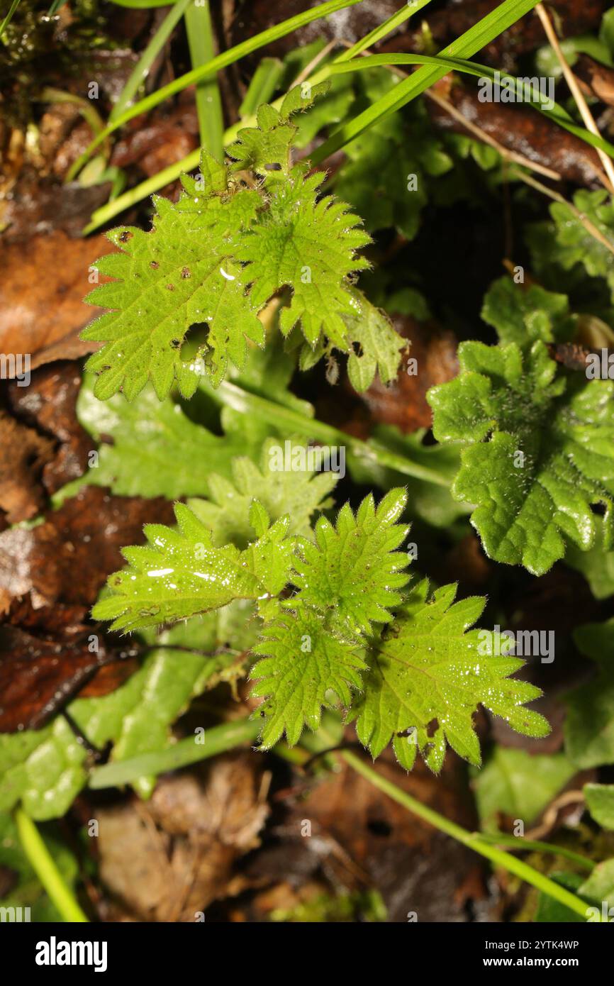 great stinging nettle (Urtica dioica Stock Photo - Alamy