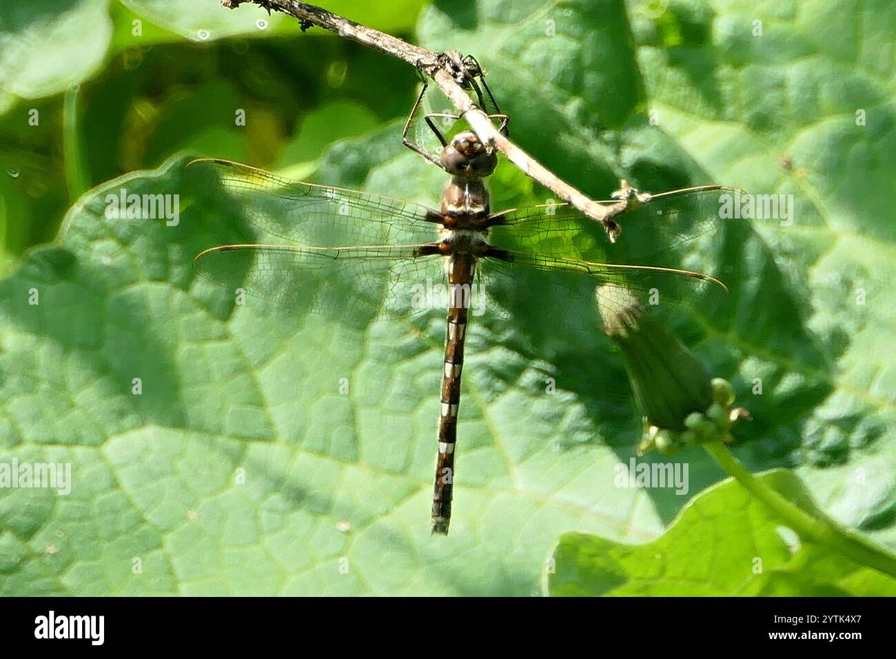 Stream Cruiser (Didymops transversa Stock Photo - Alamy