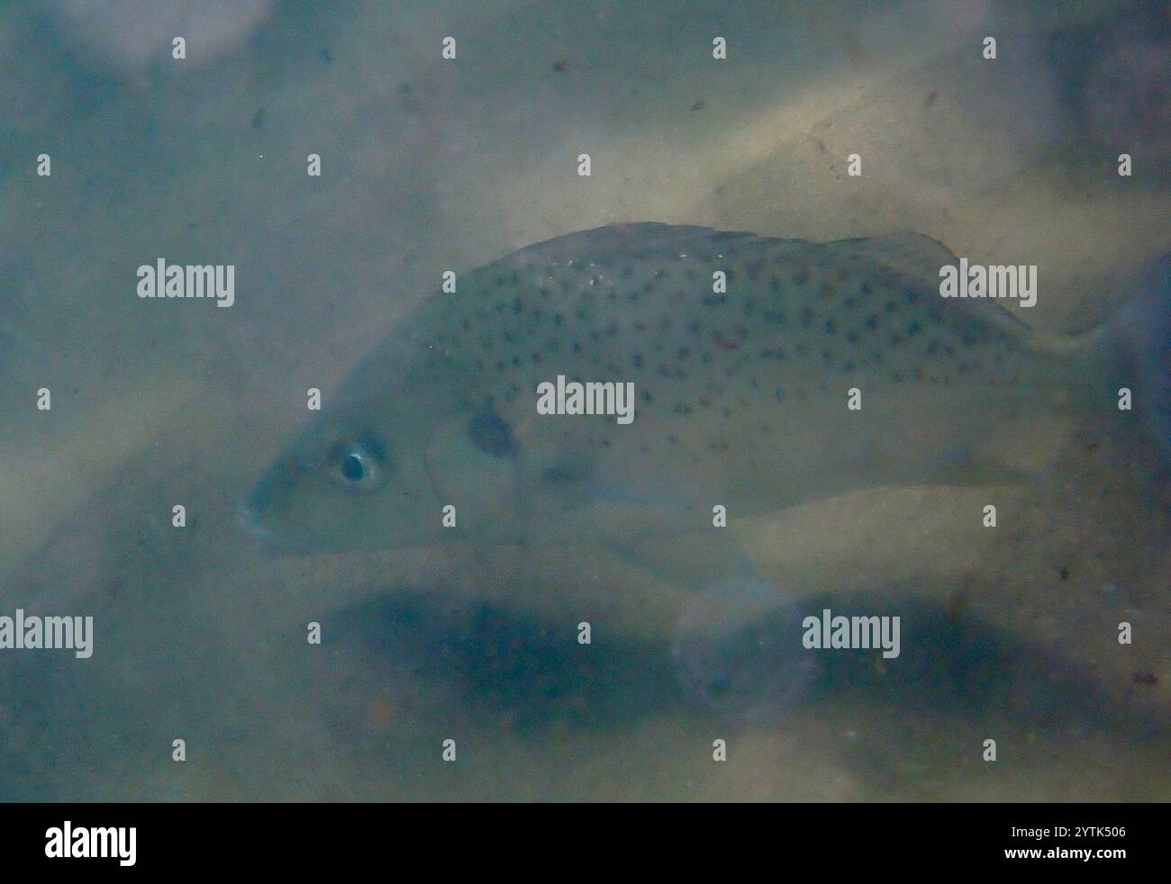 Small-spotted Grunter (Pomadasys commersonnii Stock Photo - Alamy