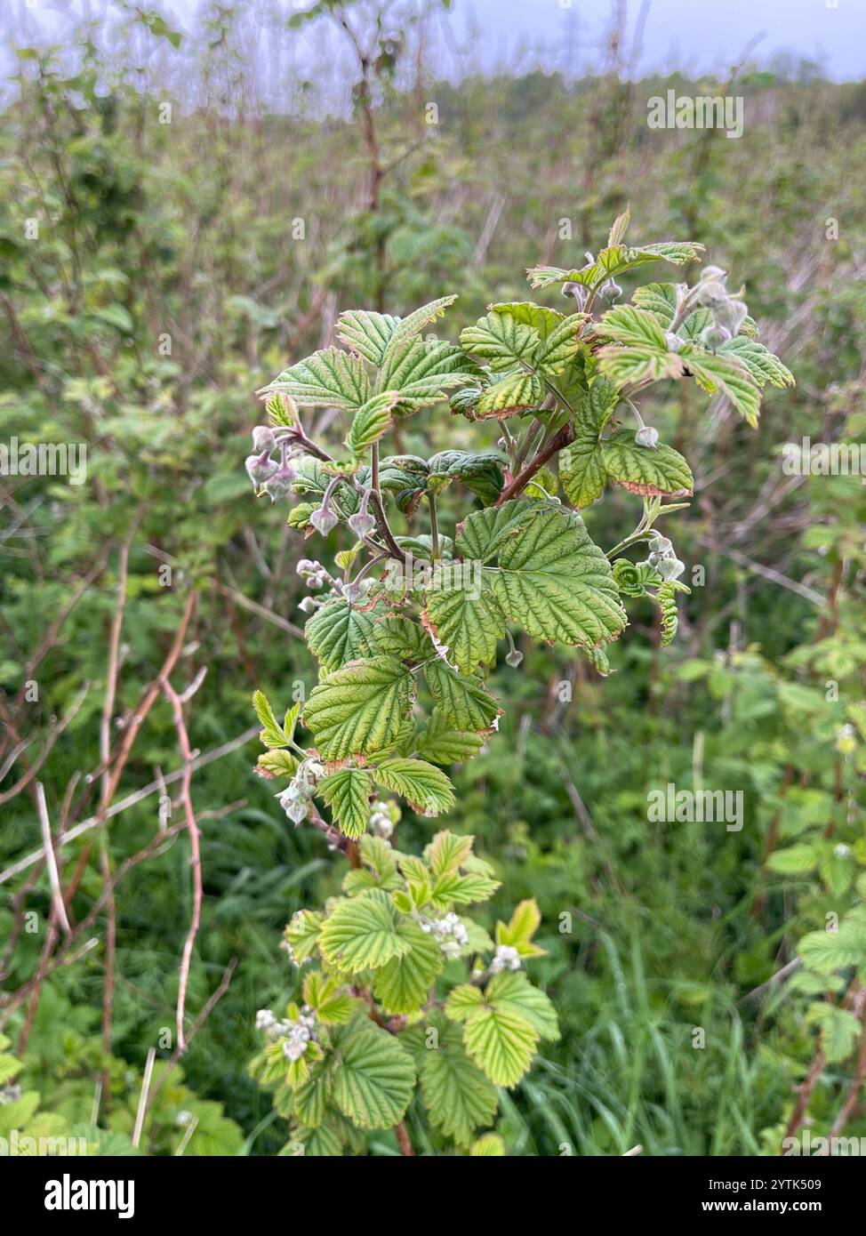 red raspberry (Rubus idaeus Stock Photo - Alamy
