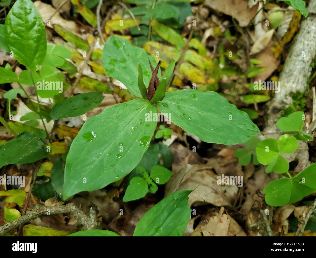 toadshade (Trillium sessile Stock Photo - Alamy